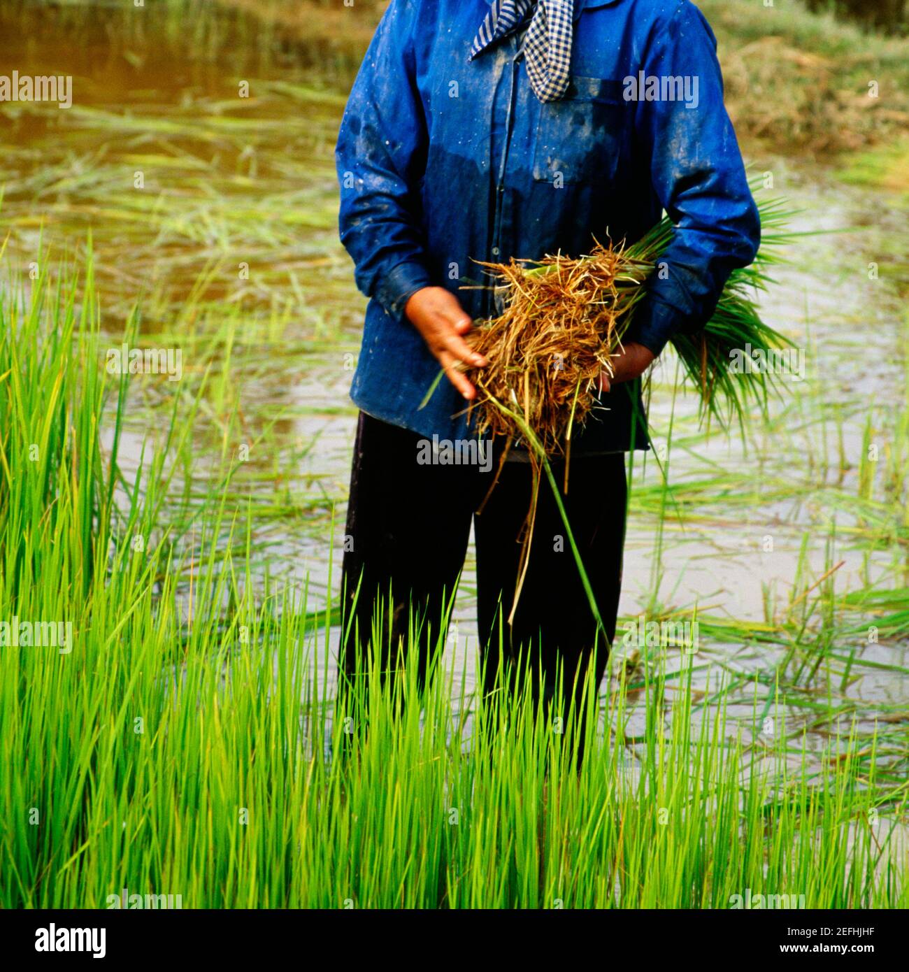 Cambodia rice field working hi-res stock photography and images - Alamy