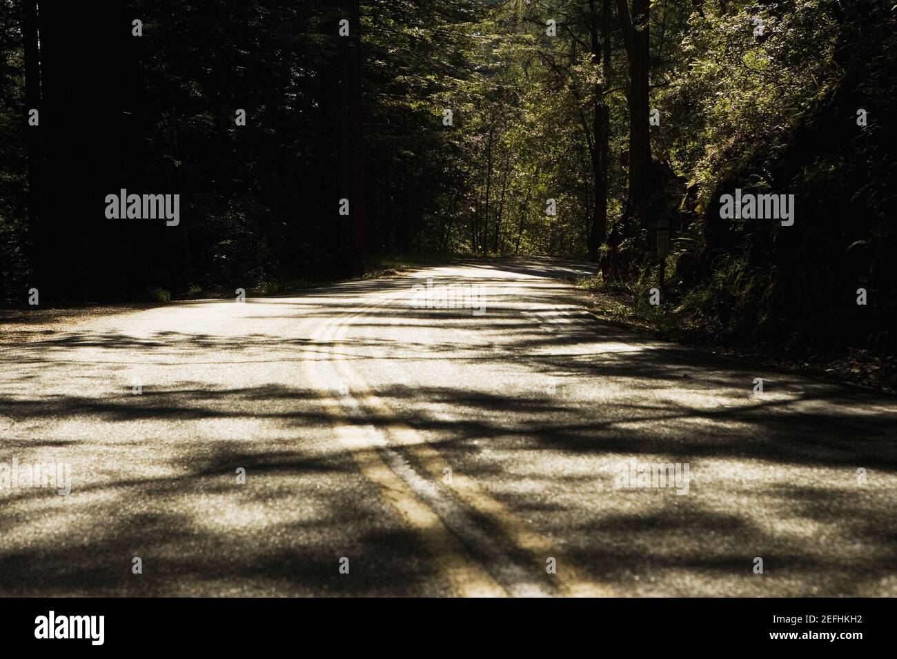 Gymnospermous tree hi-res stock photography and images - Alamy