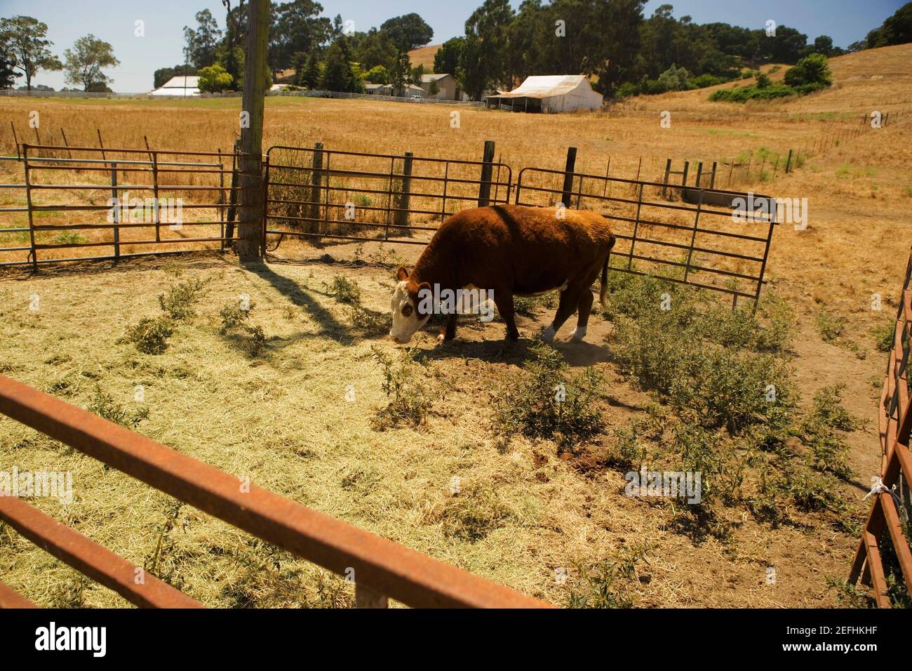Cow structure hi-res stock photography and images - Alamy