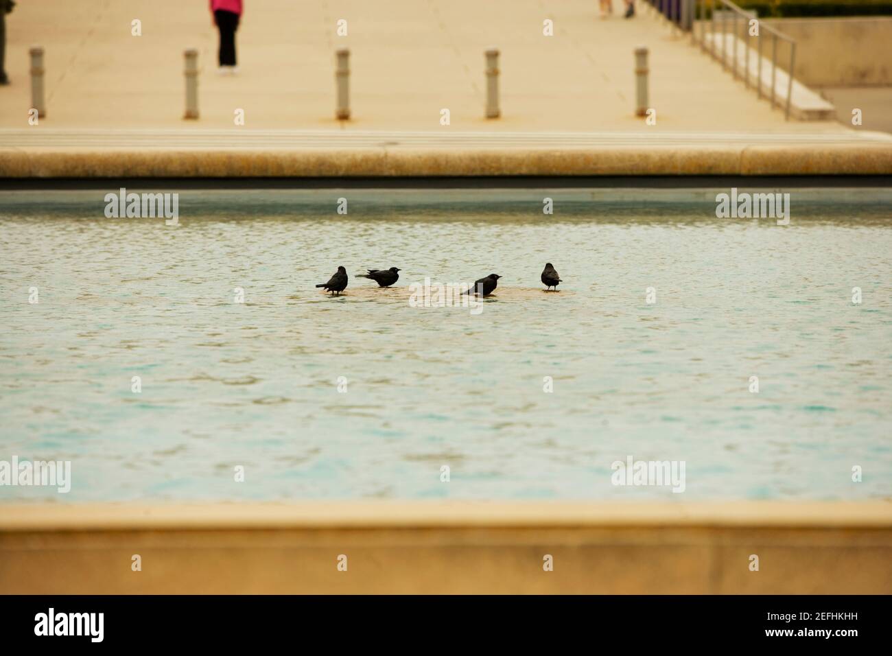 Birds in the pool hi-res stock photography and images - Alamy