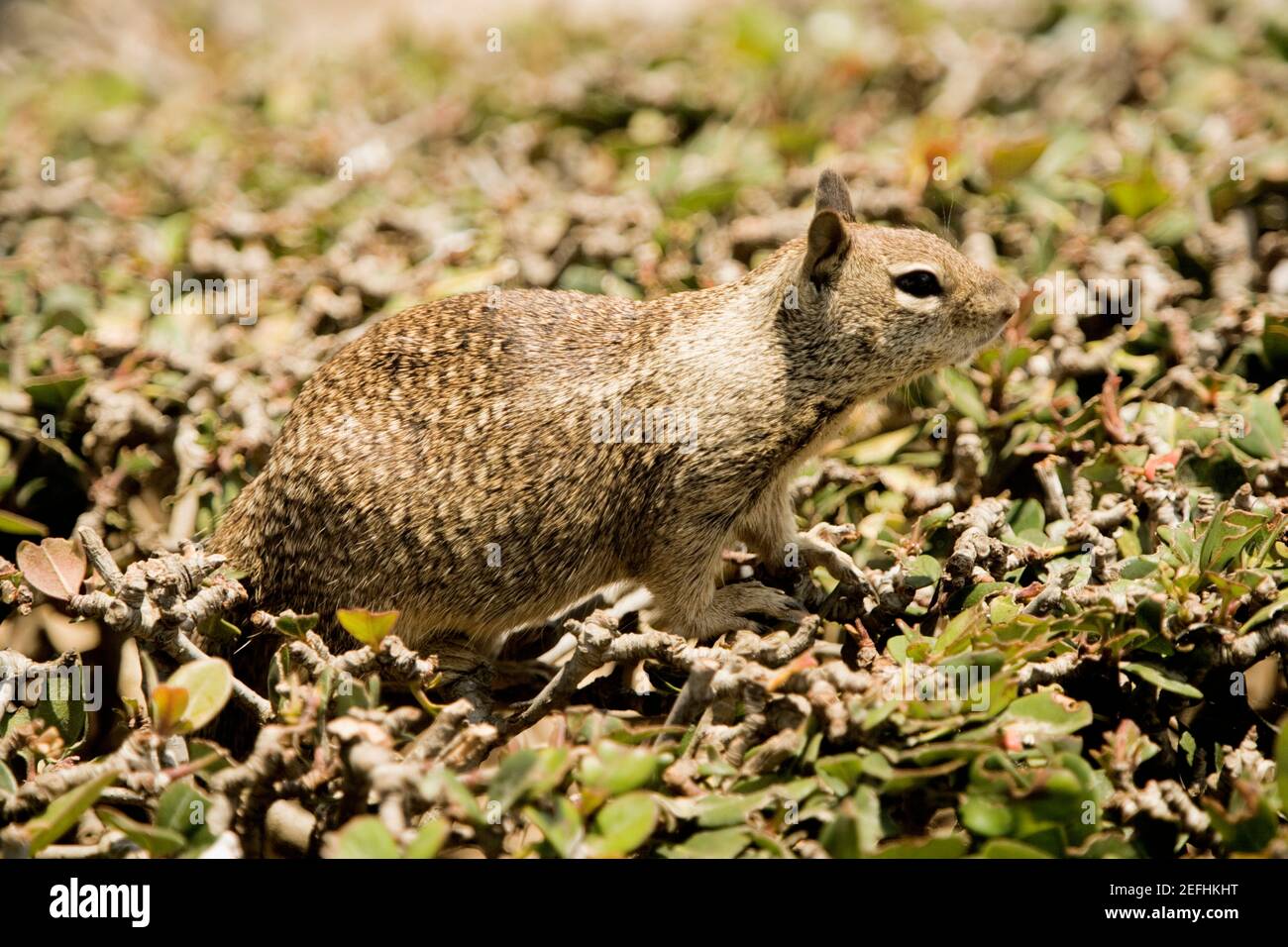 Side profile of a squirrel Stock Photo - Alamy