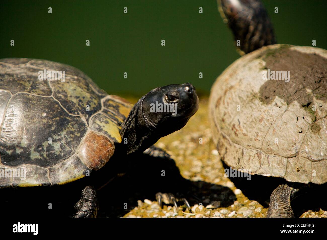High up on a ledge hi-res stock photography and images - Alamy