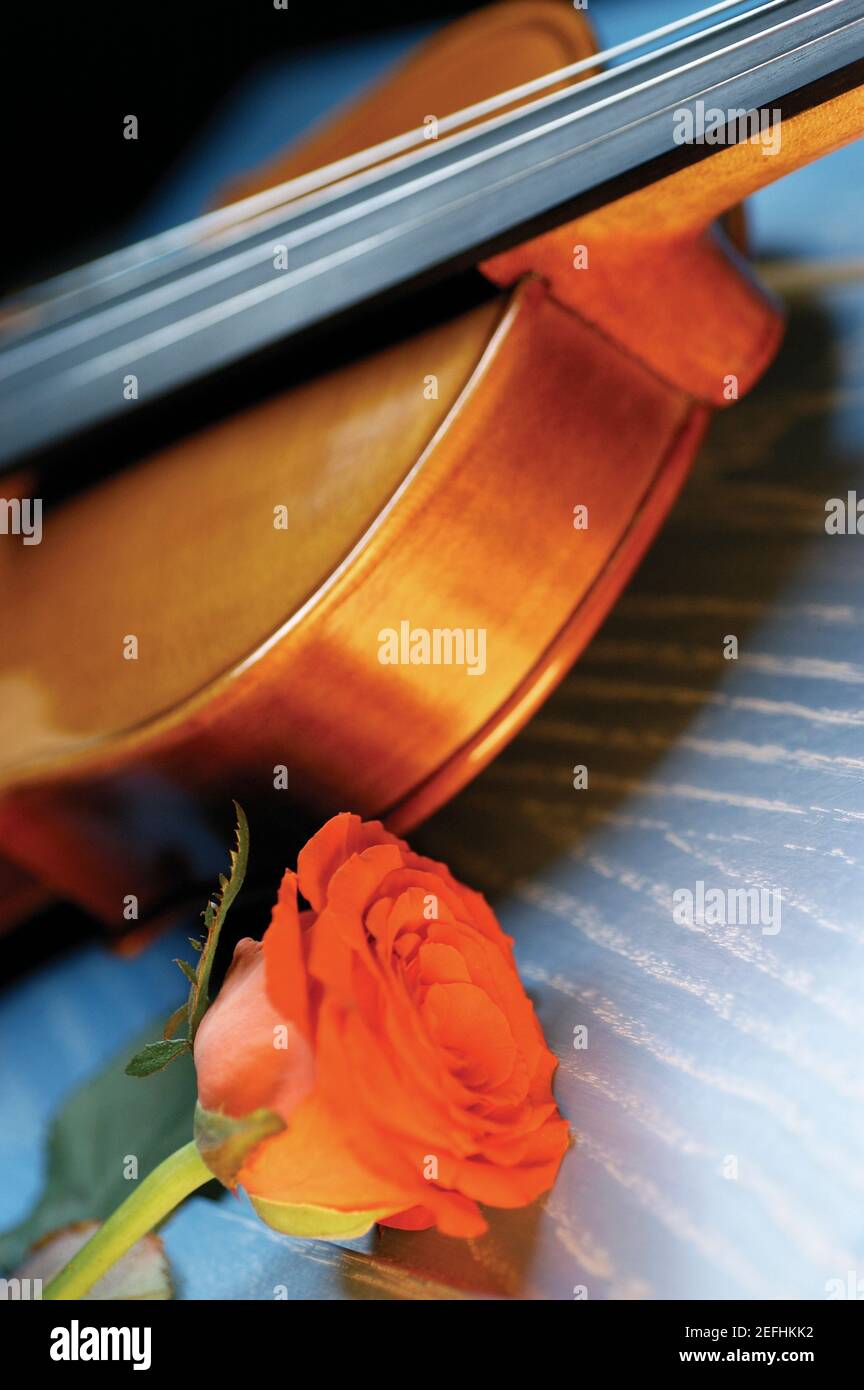 Violin red rose hi-res stock photography and images - Alamy