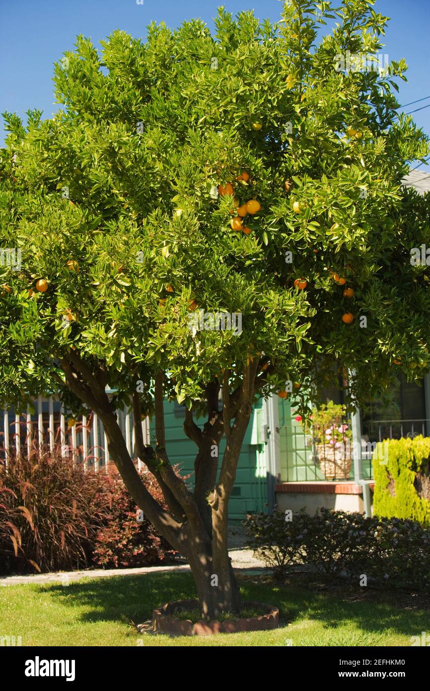 Orange tree in front of a house Stock Photo - Alamy