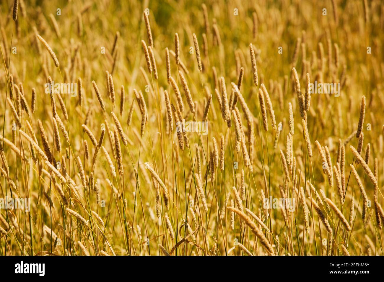 Wheat crops in a field Stock Photo - Alamy