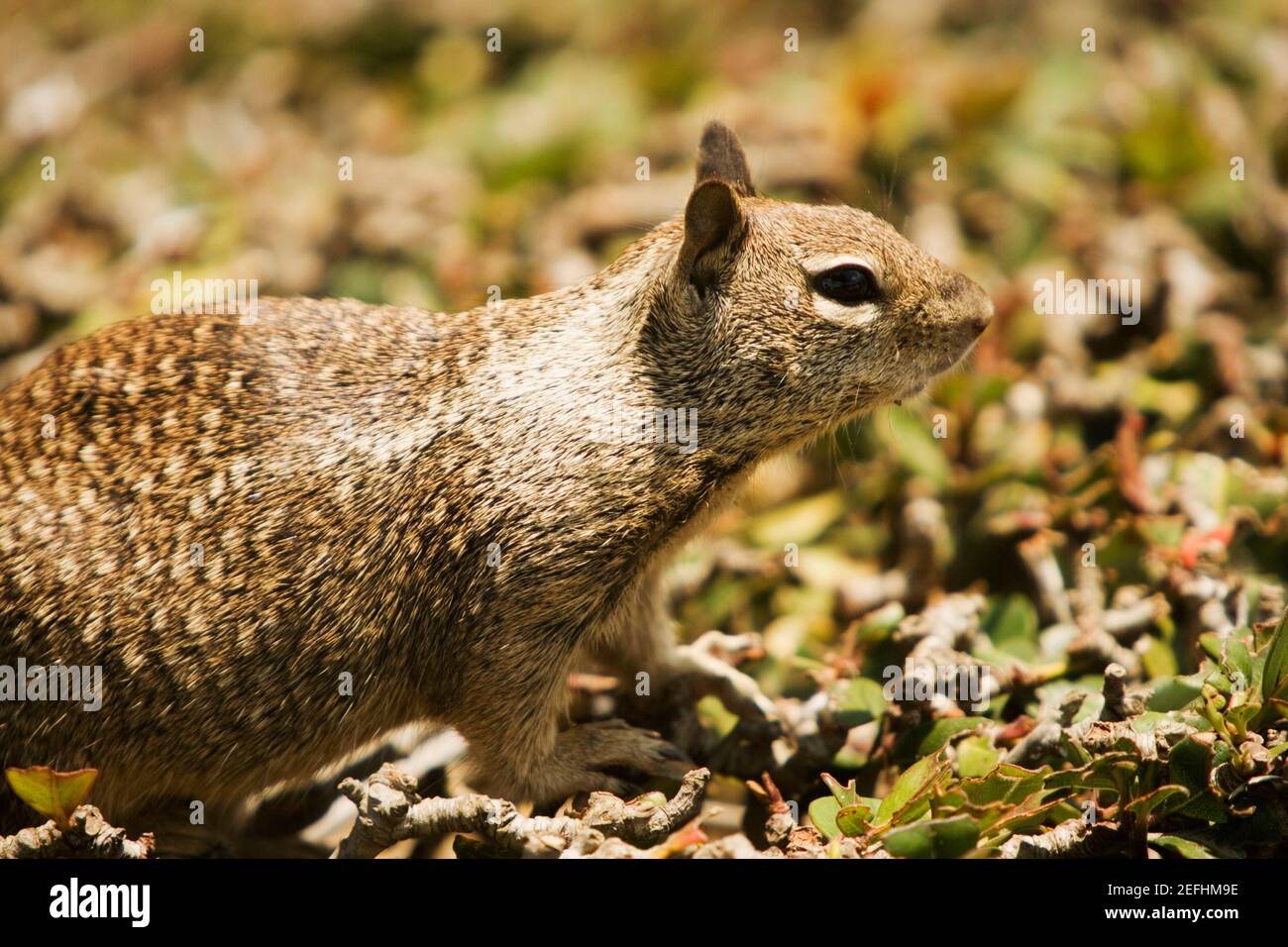 Side profile of a squirrel Stock Photo - Alamy