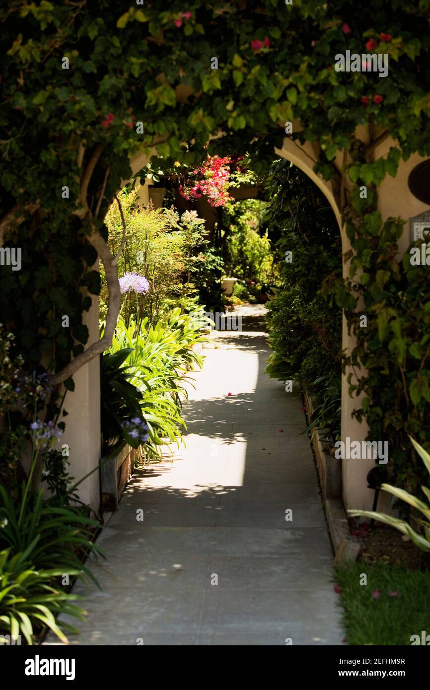 Ivy covered arched walkway Stock Photo - Alamy