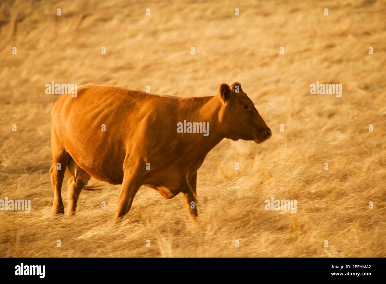 Domestic cow side view walking hi-res stock photography and images - Alamy