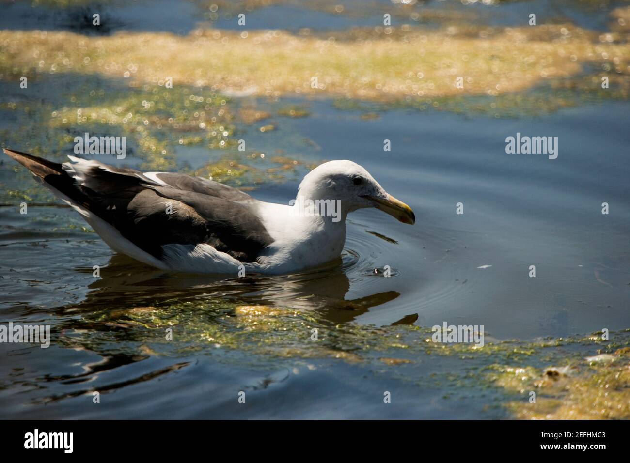 Side profile of a seagull in water Stock Photo - Alamy