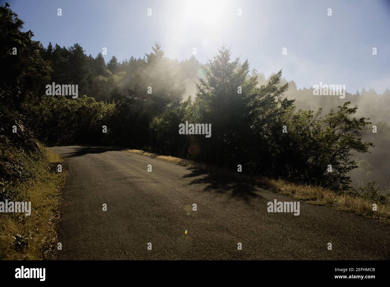 Gymnospermous tree hi-res stock photography and images - Alamy