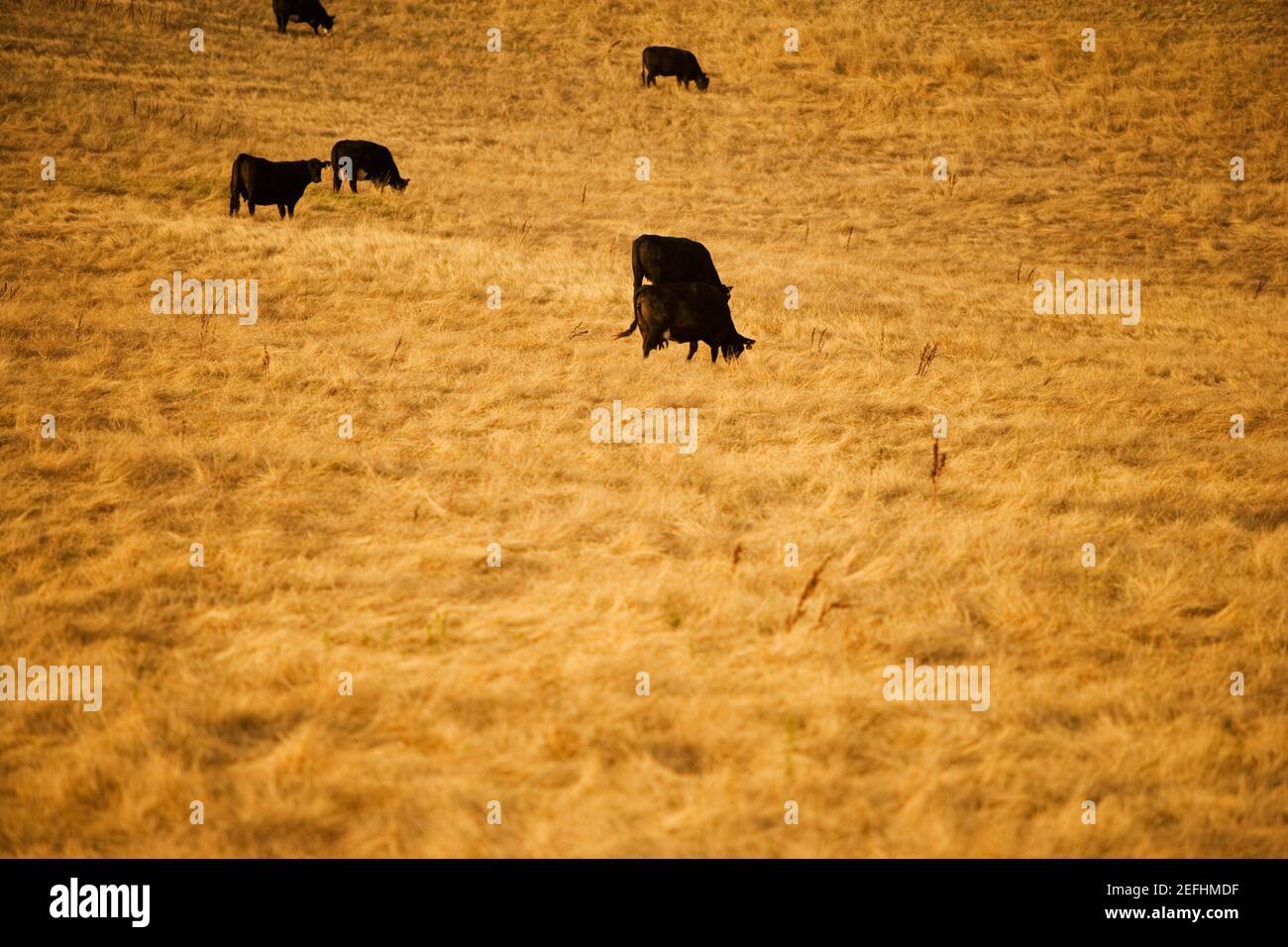 High angle view of cows in a field Stock Photo - Alamy
