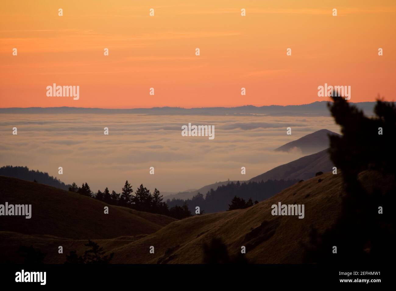 Gymnospermous tree hi-res stock photography and images - Alamy