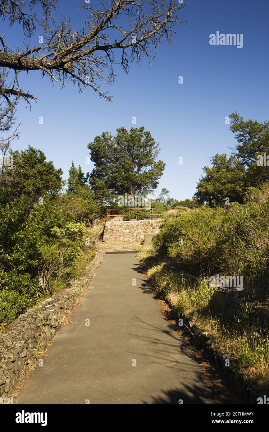 Gymnospermous tree hi-res stock photography and images - Alamy