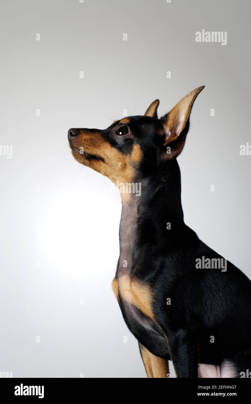 Profile of chihuahua hi-res stock photography and images - Alamy