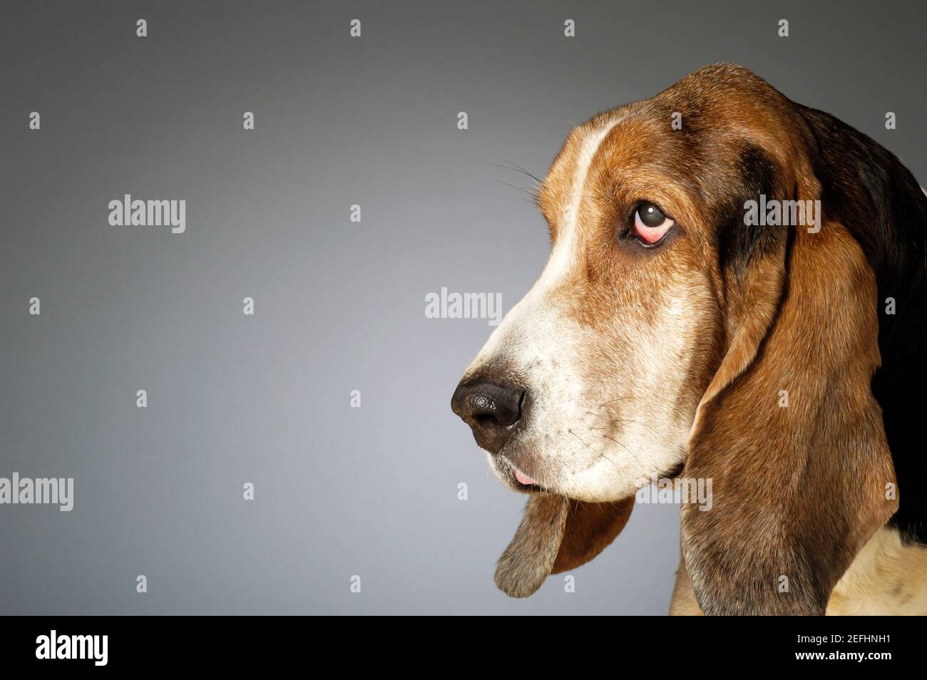 Side profile of a Basset Hound Stock Photo - Alamy