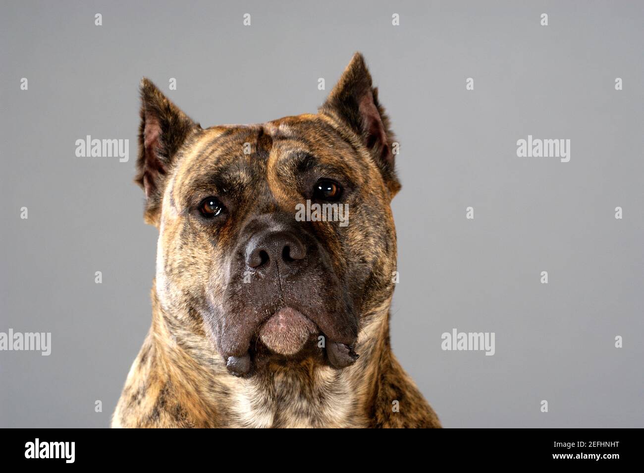 Boxer dog head shot hi-res stock photography and images - Alamy