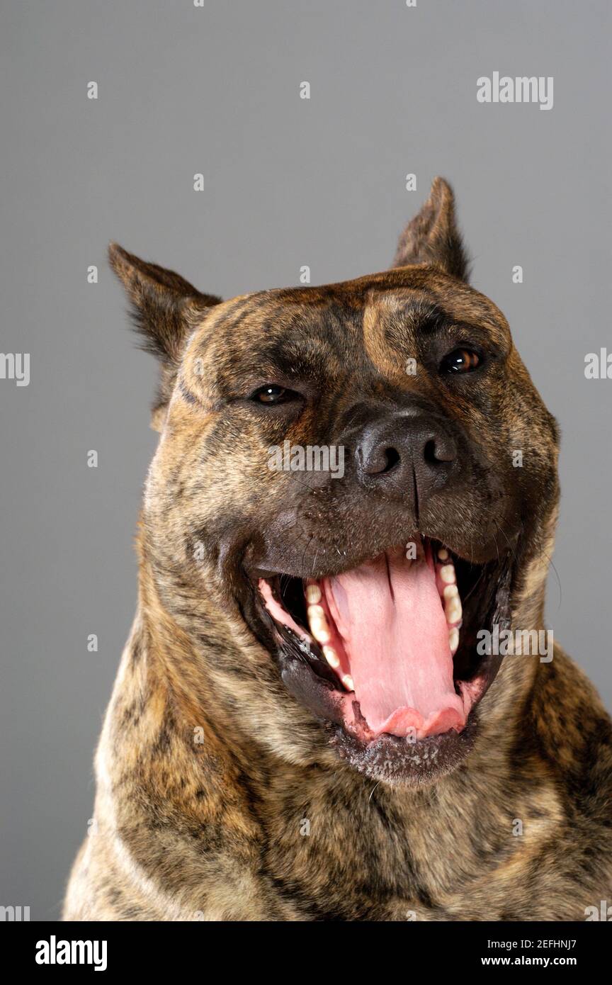 Boxer dog with tongue out hi-res stock photography and images - Alamy