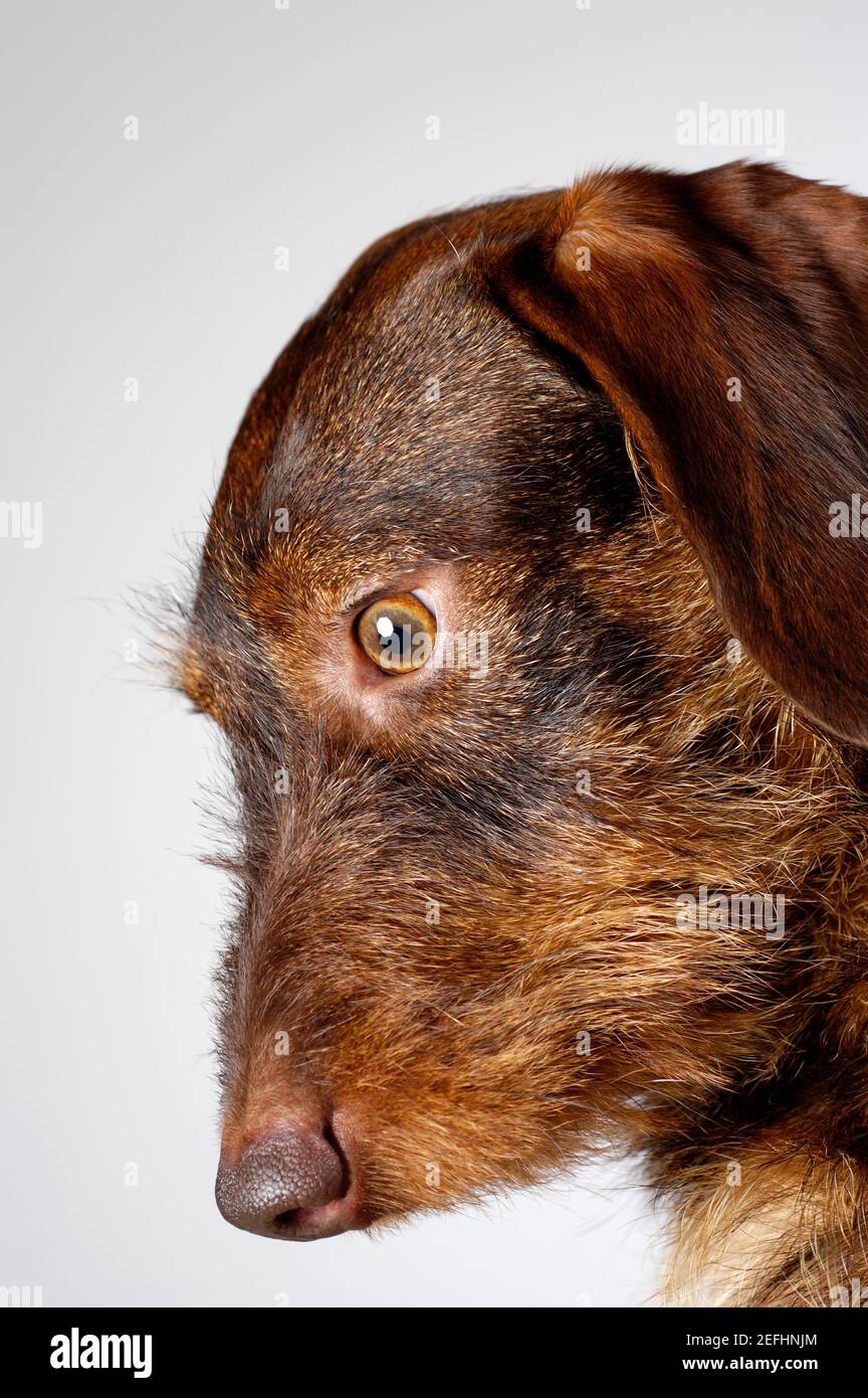 Side profile of a dog Stock Photo - Alamy
