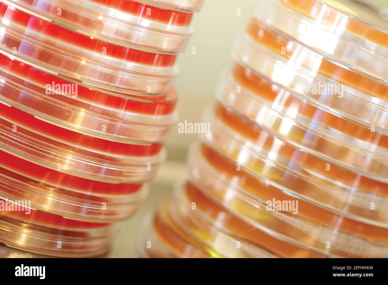 A stack petri dishes hi-res stock photography and images - Alamy
