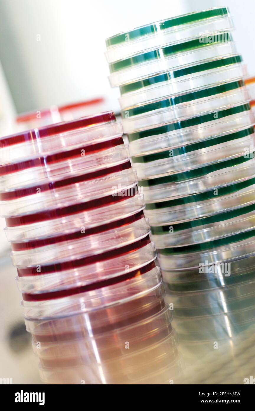 A stack petri dishes hi-res stock photography and images - Alamy