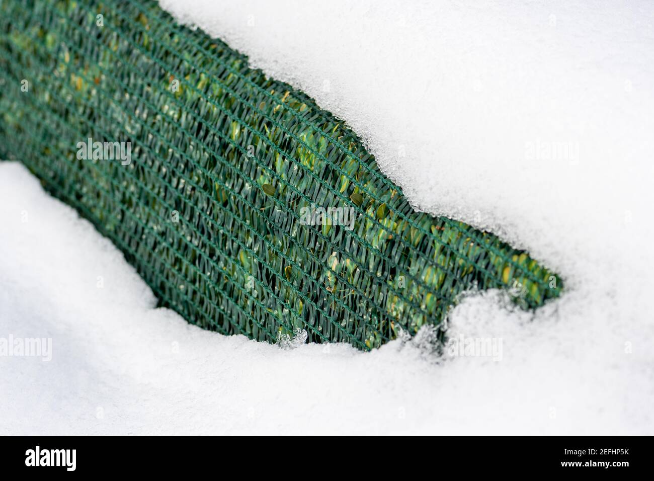 Plants with snow cover hi-res stock photography and images - Alamy