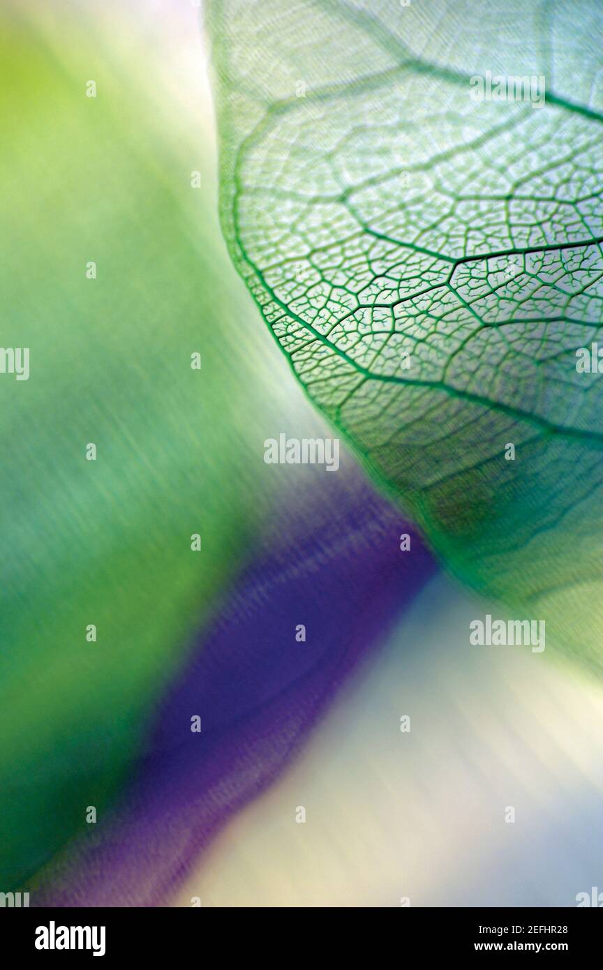 Pipal leaf vein hi-res stock photography and images - Alamy
