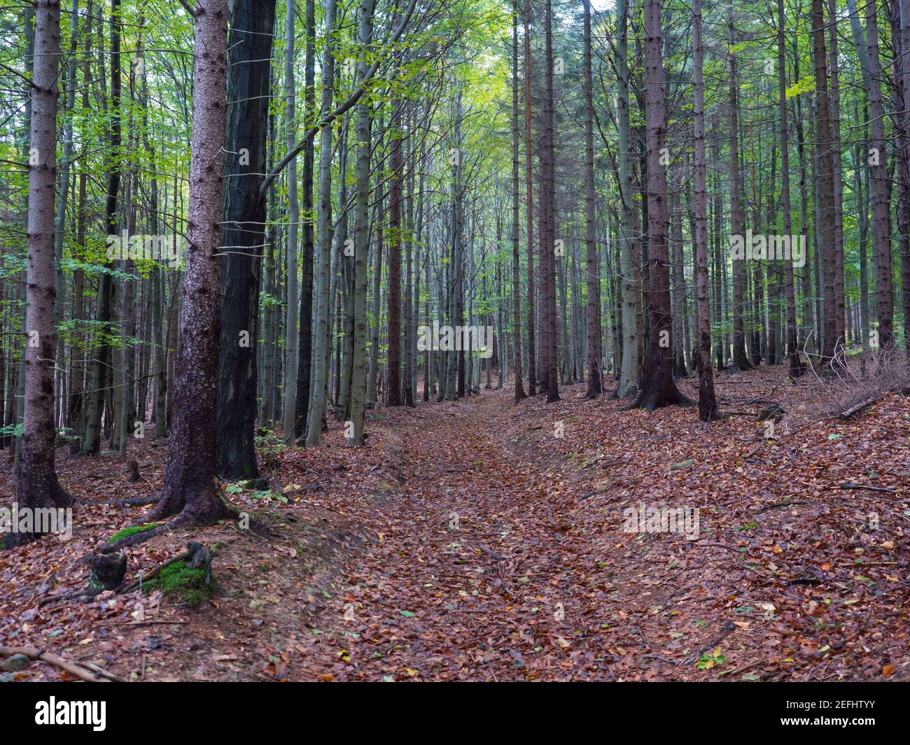 road in mysterious autumn deciduous beech tree forest with colorful ...