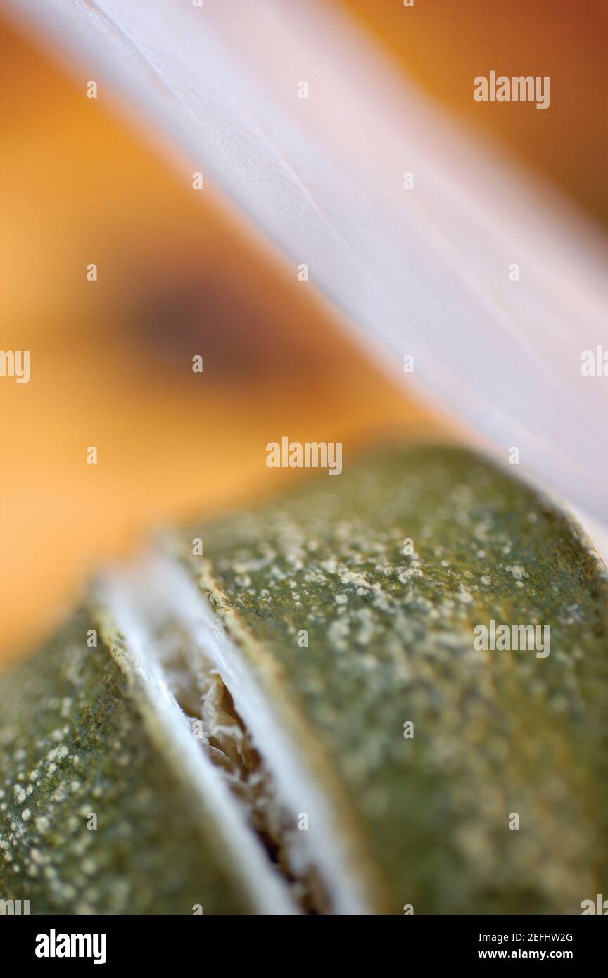 Close-up of a dry fruit Stock Photo - Alamy