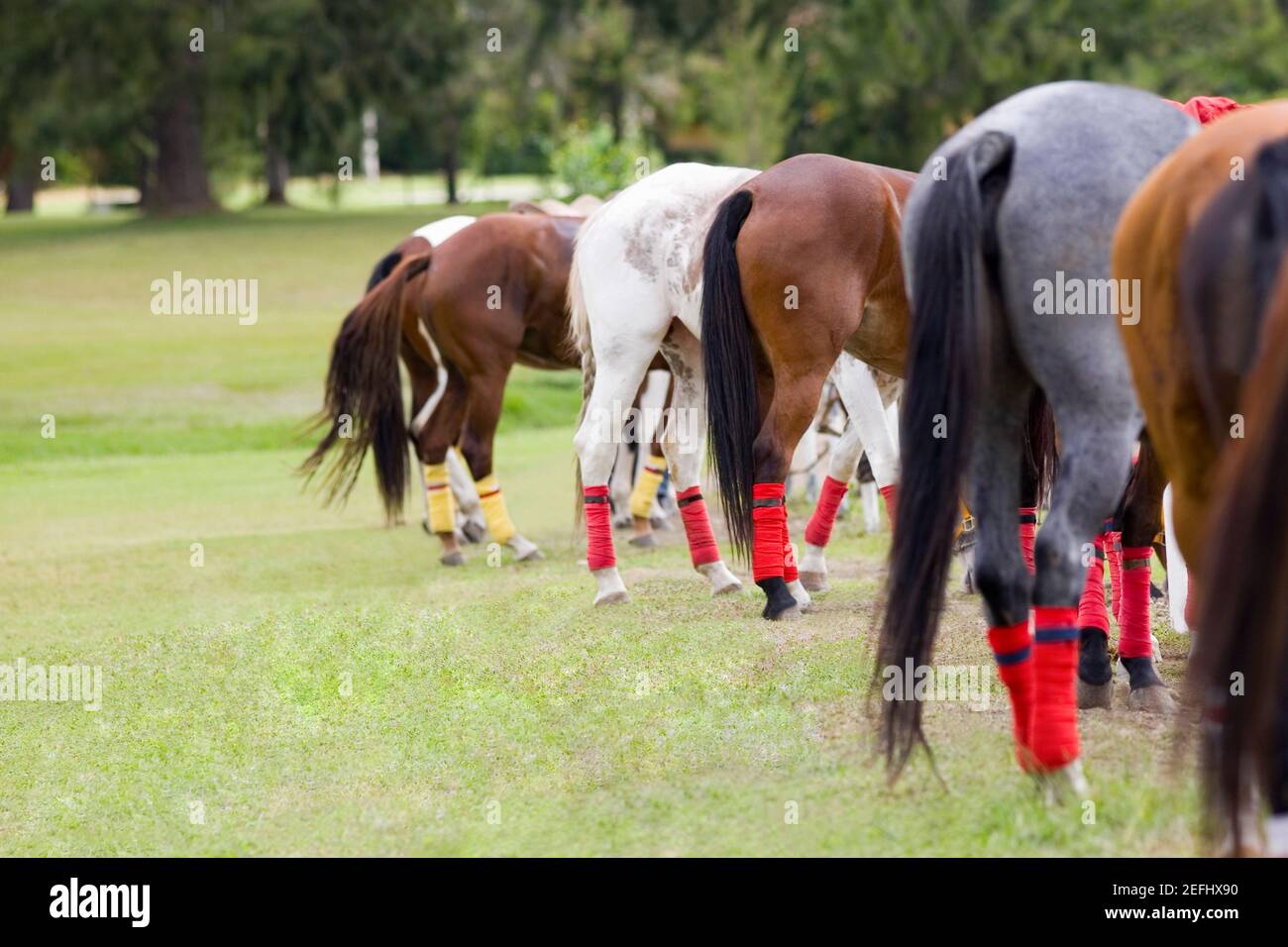 Group of horses standing in a row Stock Photo - Alamy