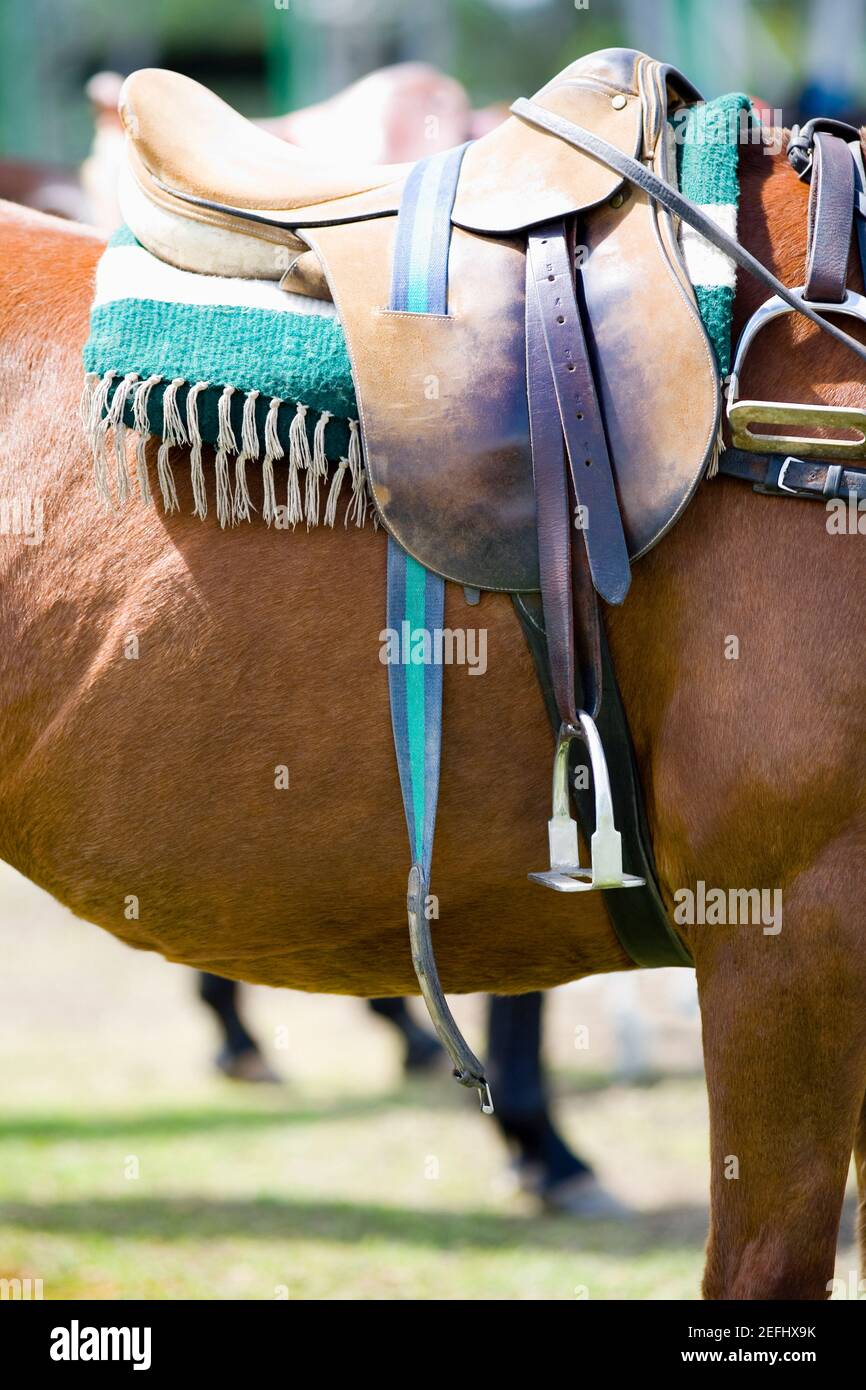 Back of a saddle horse hi-res stock photography and images - Alamy