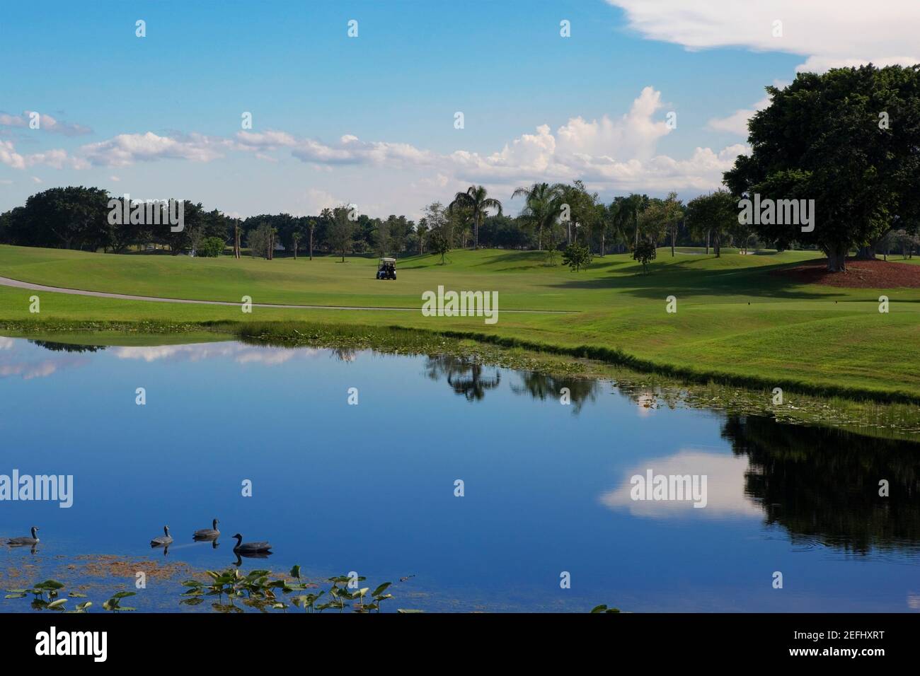 Pond in a golf course Stock Photo - Alamy