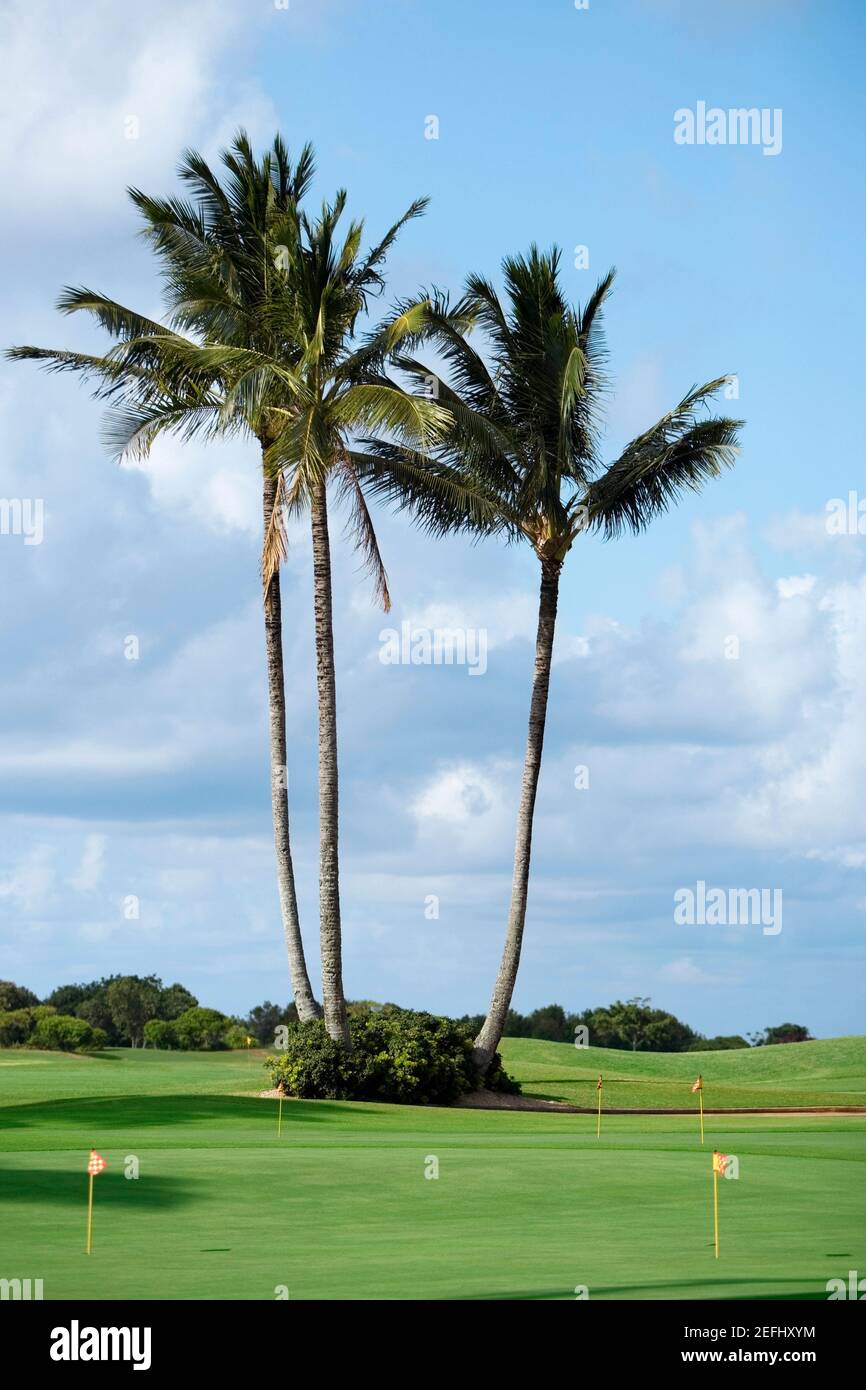Palm trees in a golf course Stock Photo - Alamy
