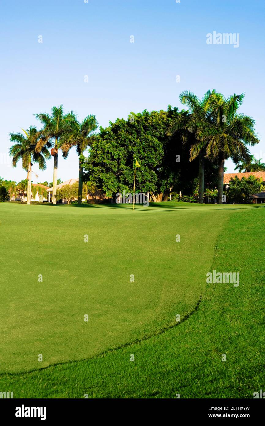 Palm trees in a golf course Stock Photo - Alamy