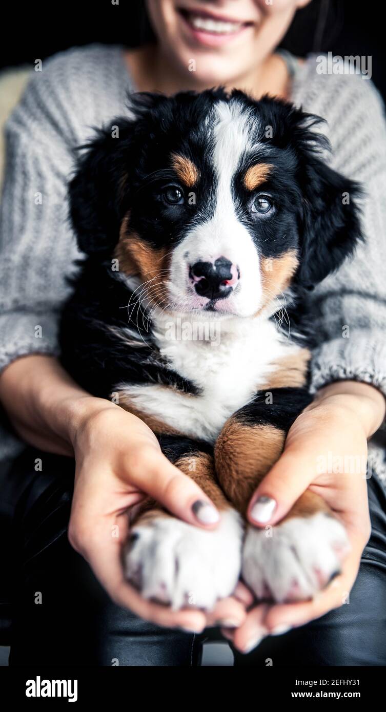 little puppy of bernese mountain dog on hands of fashionable girl with ...
