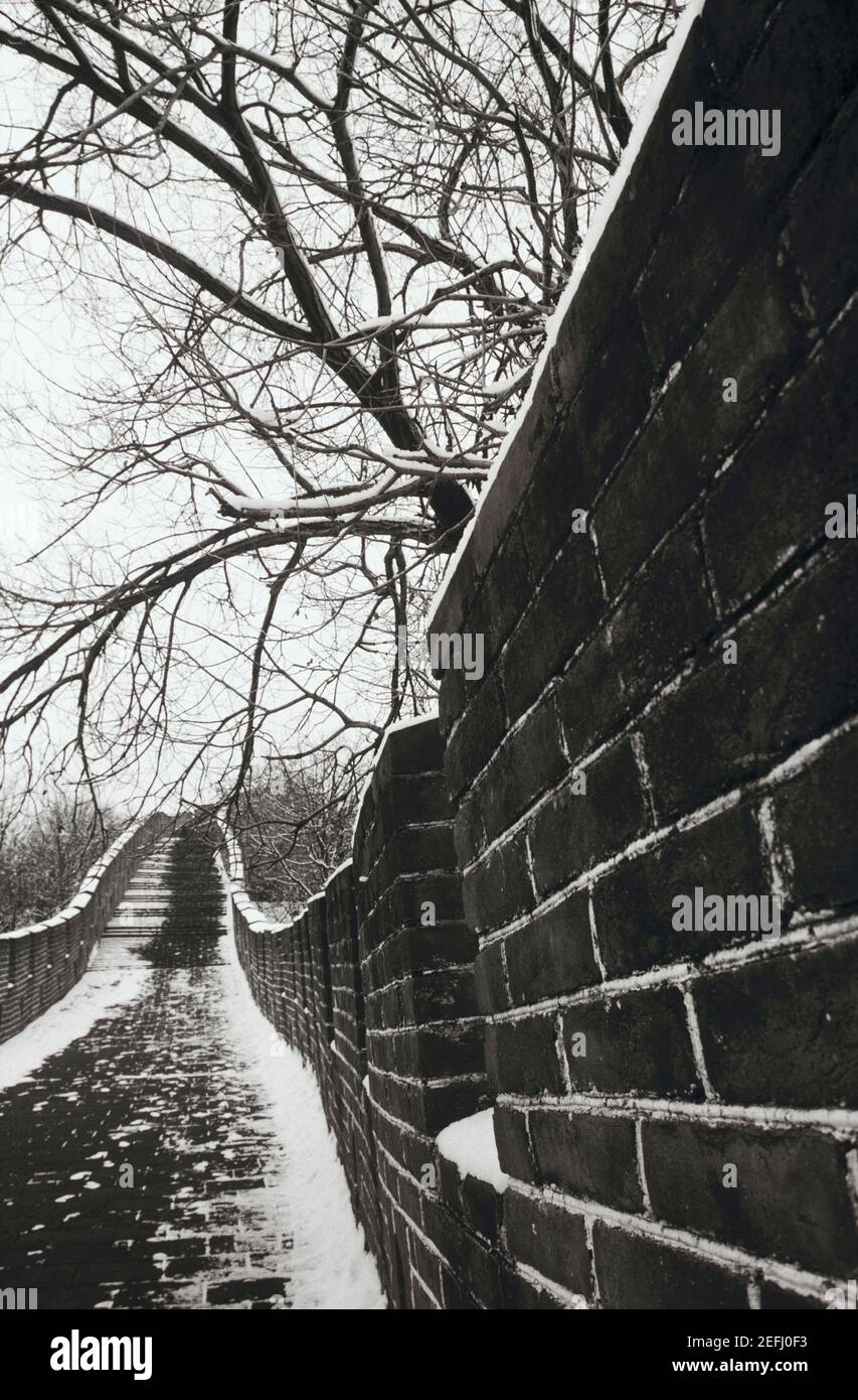 Bare trees along a stone wall, Great Wall Of China, China Stock Photo ...