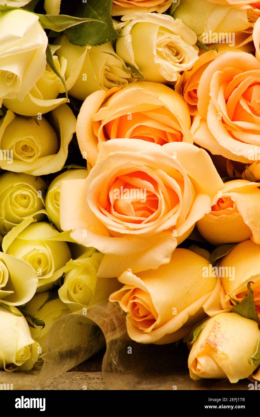 Day comparison hi-res stock photography and images - Alamy