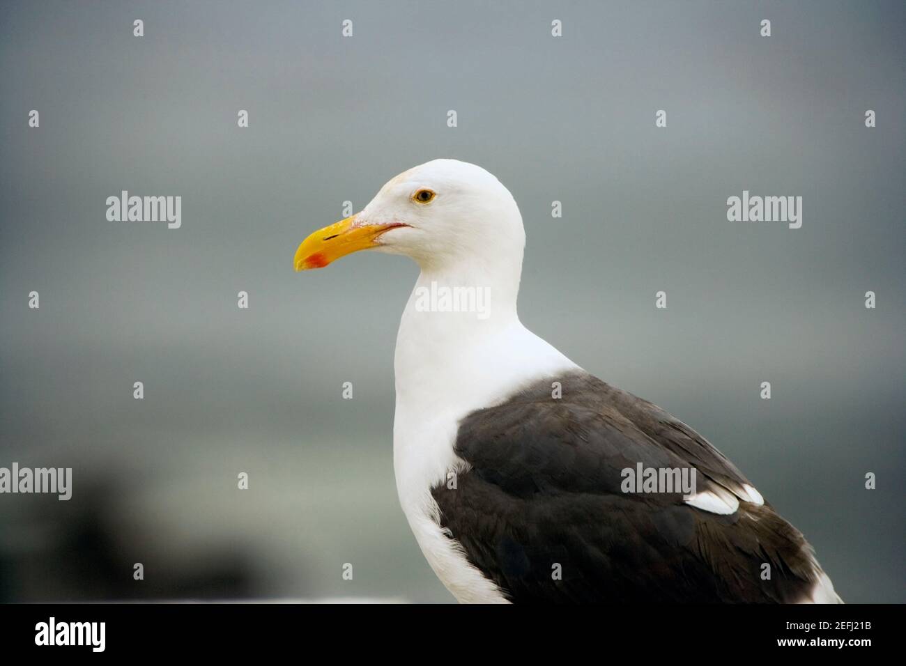 Close-up of a seagull on a rock, La Jolla Reefs, San Diego Bay ...