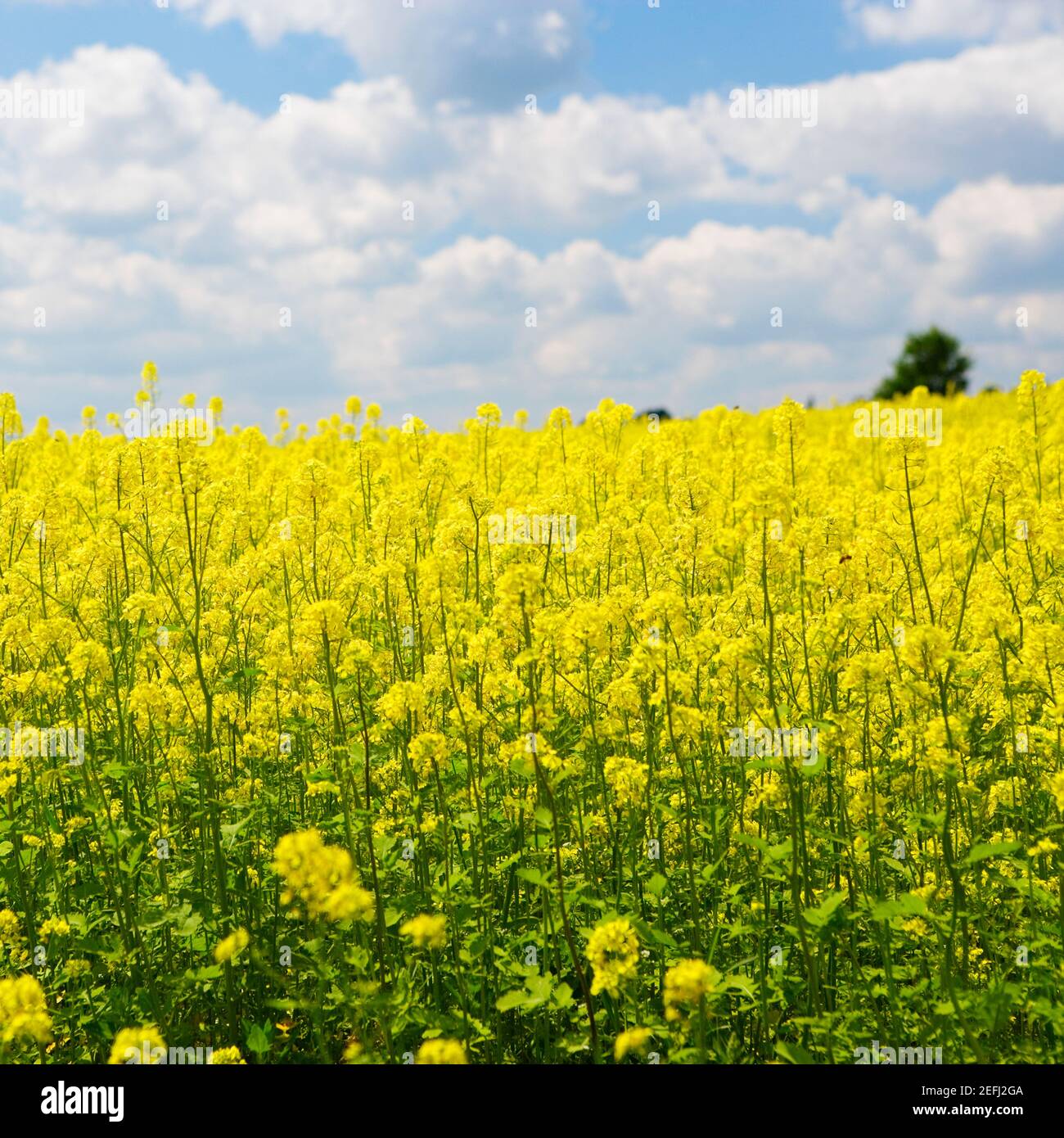 Yellow flowers in a field, Czech Republic Stock Photo - Alamy