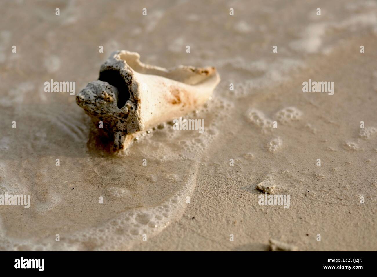 Seashell surf close up hi-res stock photography and images - Alamy