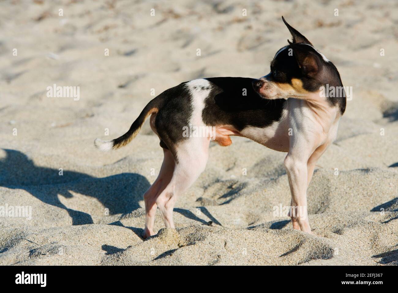 Side profile of a dog Stock Photo - Alamy