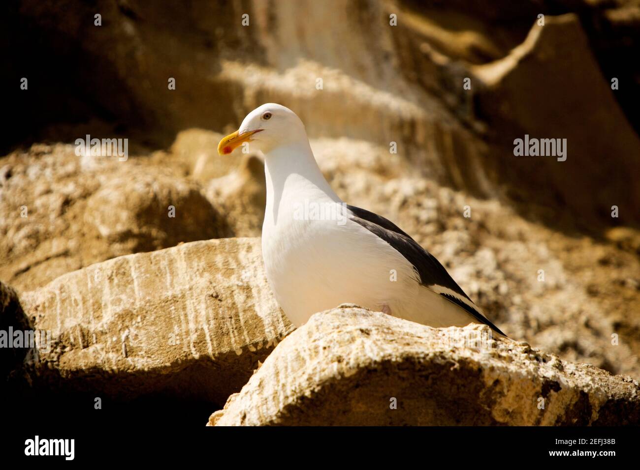 Close view seagull on rocky hi-res stock photography and images - Alamy