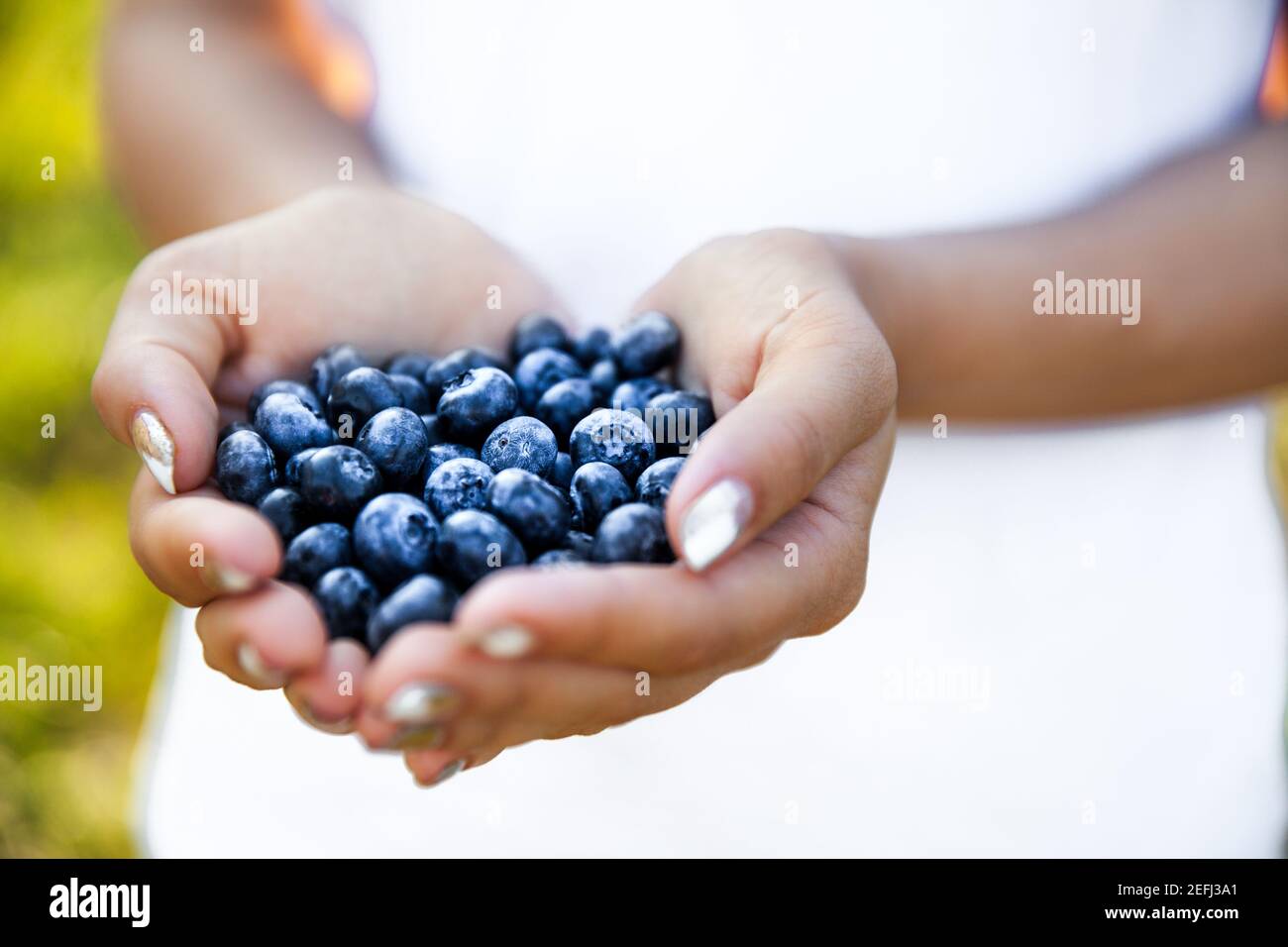 Blueberries in the hands of farmers, women's hands. Fruits, berries ...