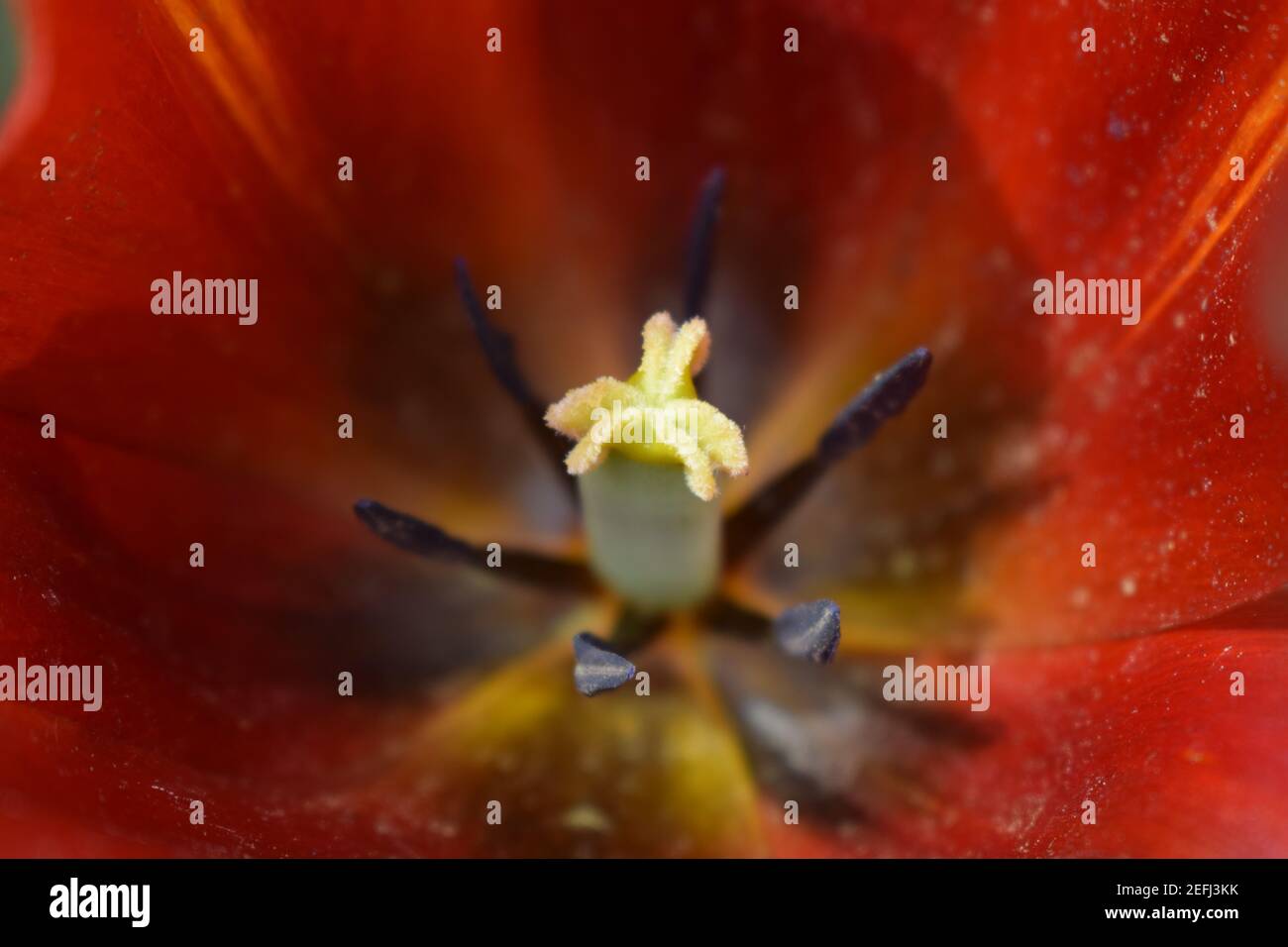 Open tulip flower head with pistils and stamens. Top view macro image ...
