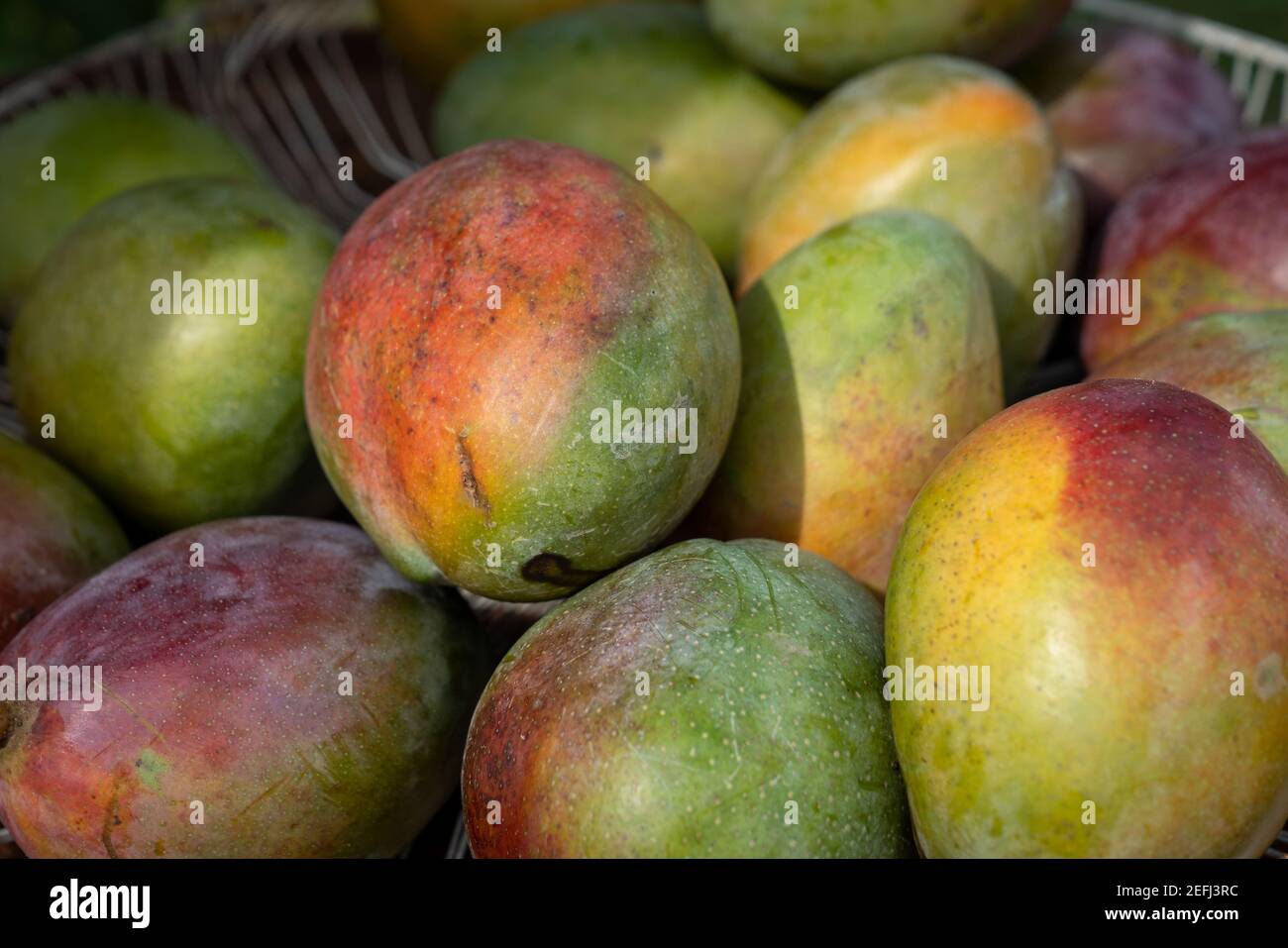 mango variant, tropical fruit of natural and wild production Stock ...