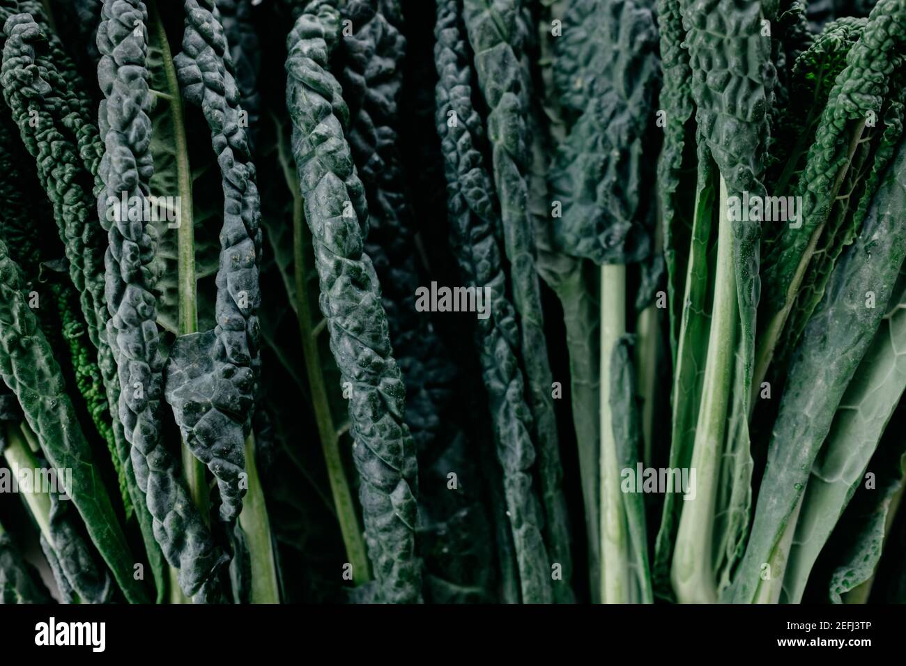 fresh green leaves close- up, beautiful textures organic food Stock ...