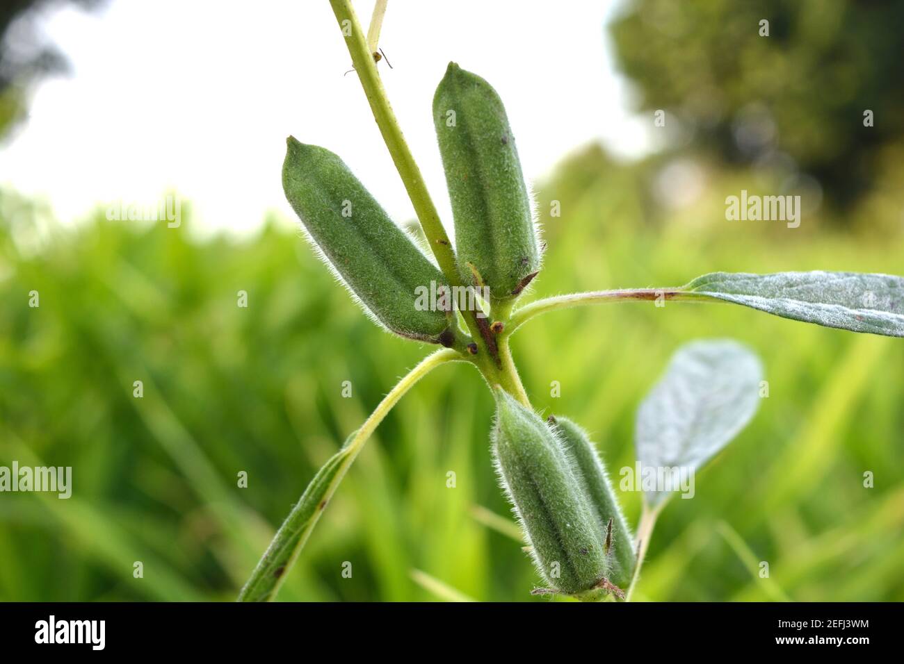 Sesame pods on the plant Stock Photo - Alamy