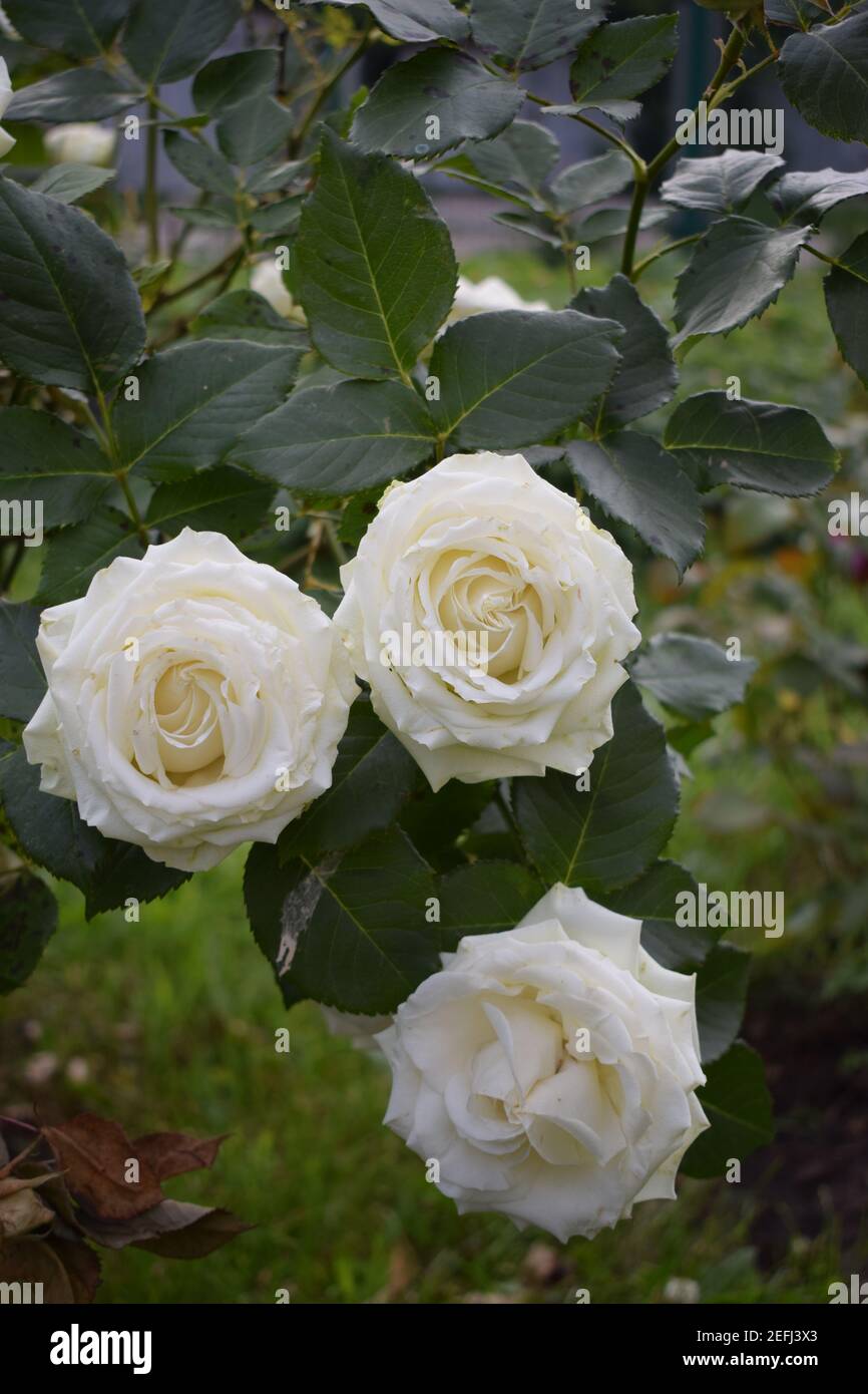 Three white roses, with the dark green foliage on a rosey. Three white ...