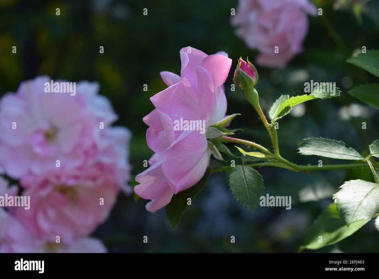Colorful, beautiful, delicate rose in the garden. Pink roses in the ...