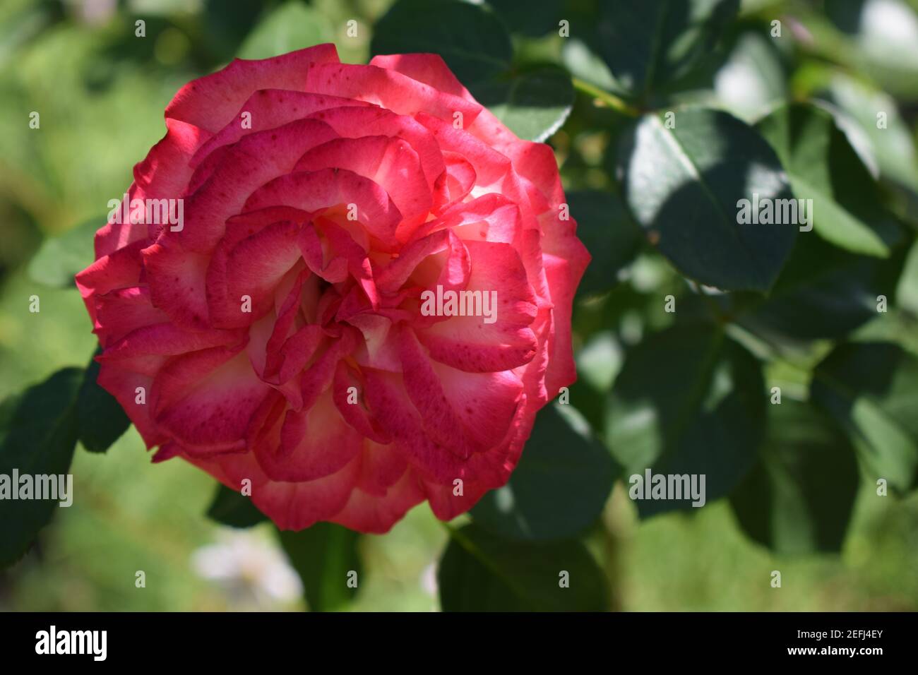A Plant with colour changing roses. Multicolour roses with amazing ...