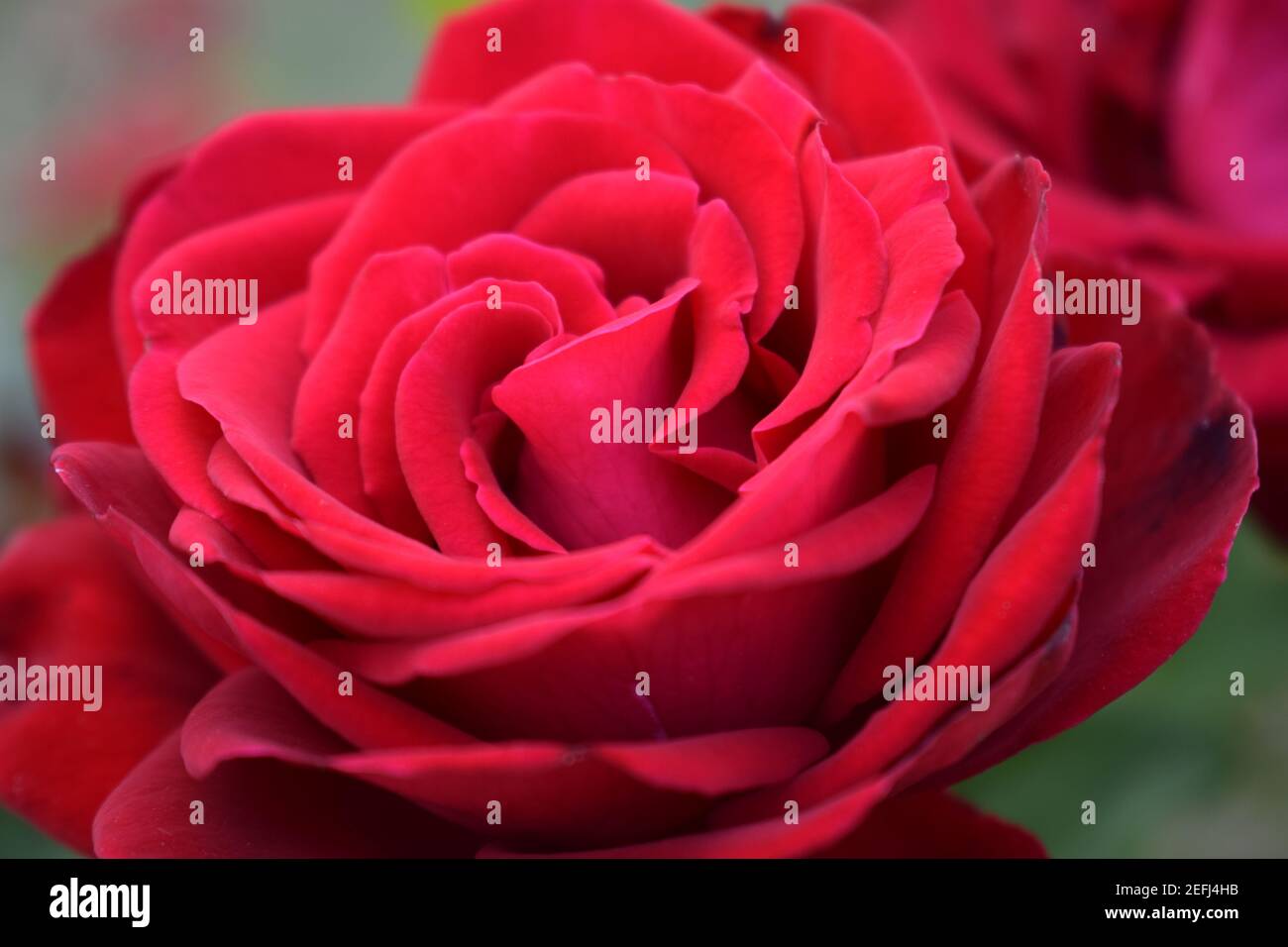 Big red rose close up. Deep Red color. Big beautiful red rose flower ...